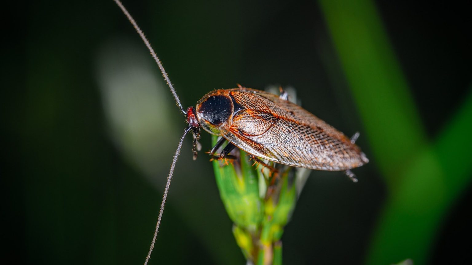 Infestation de cafards sur Rennes, comment le professionnel agit ...